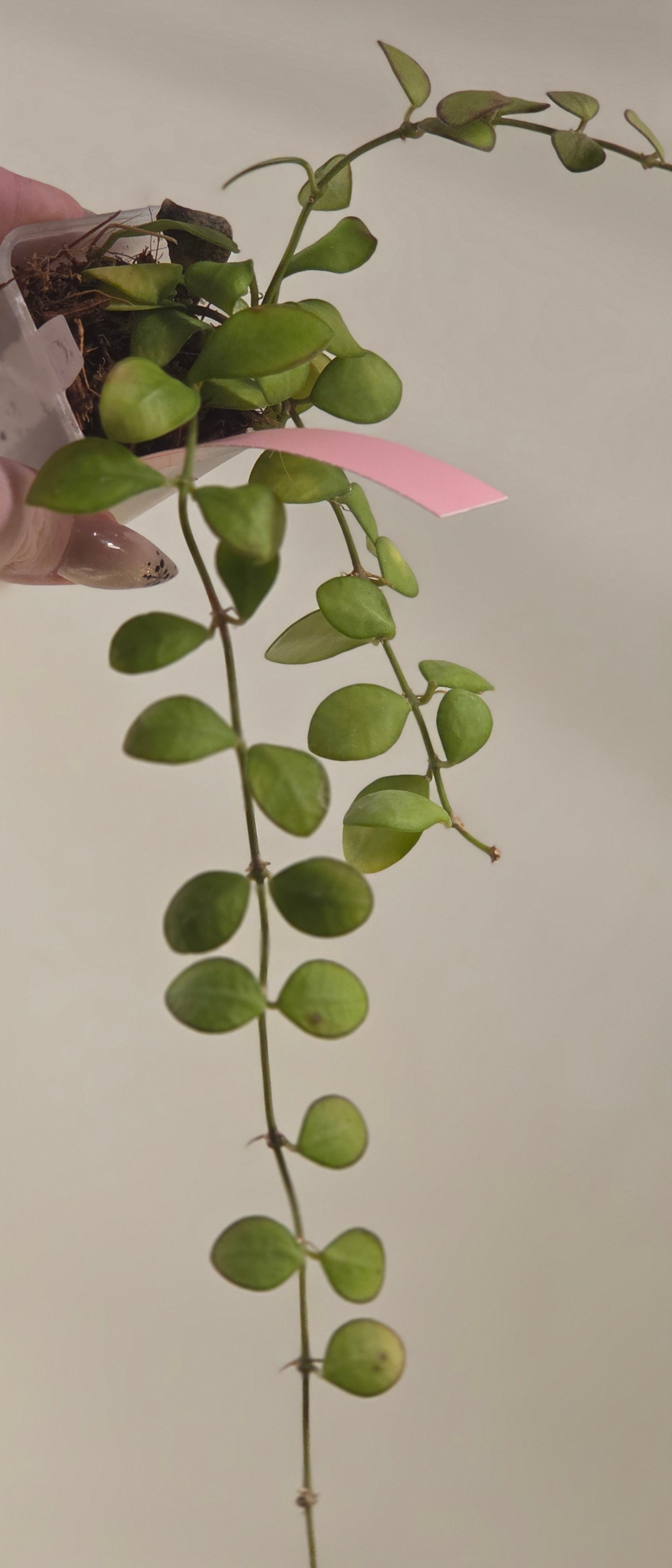 Hoya Panchoi – The Hoya Trove